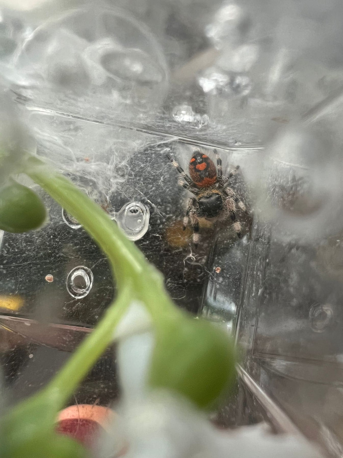 Phidippus regius Rastafari – phidippusmansion